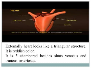 Circulatory Syatem - Frog 1.pptx