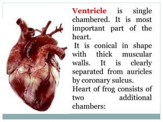 Circulatory Syatem - Frog 1.pptx