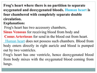 Circulatory Syatem - Frog 1.pptx