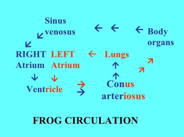 Circulatory Syatem - Frog 1.pptx