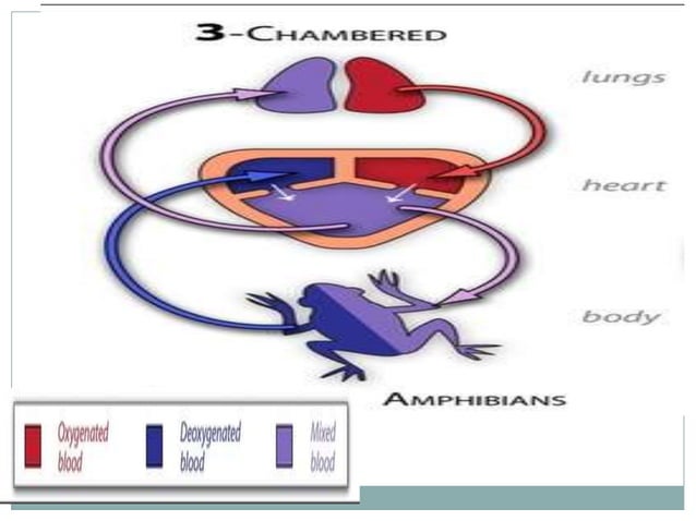 Circulatory Syatem - Frog 1.pptx
