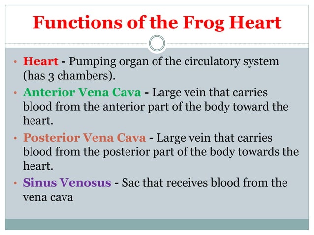 Circulatory Syatem - Frog 1.pptx