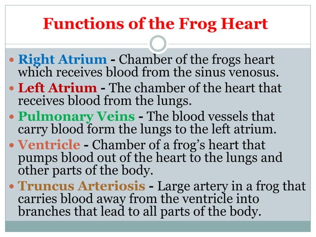 Circulatory Syatem - Frog 1.pptx