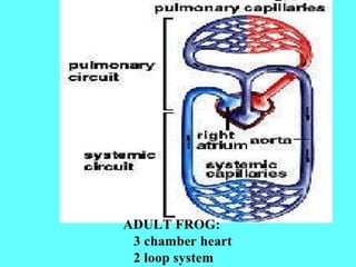 Frog Circulatory System Labeled