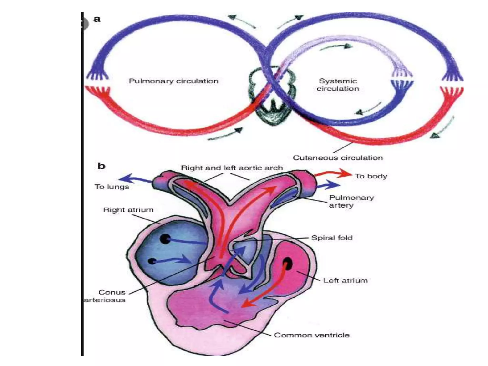 Circulatory sysem of vertebrates | PPTX