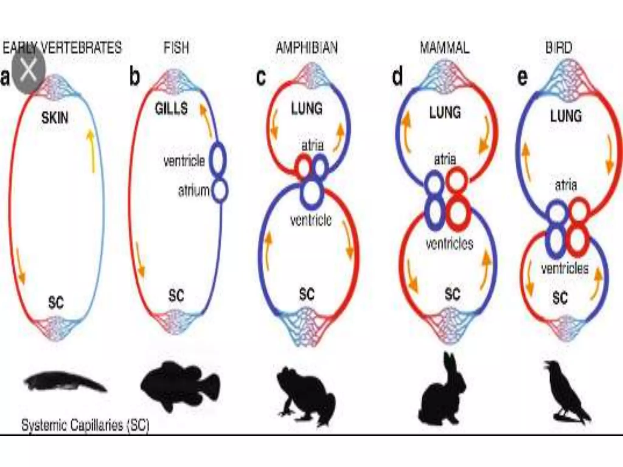 Circulatory sysem of vertebrates | PPTX