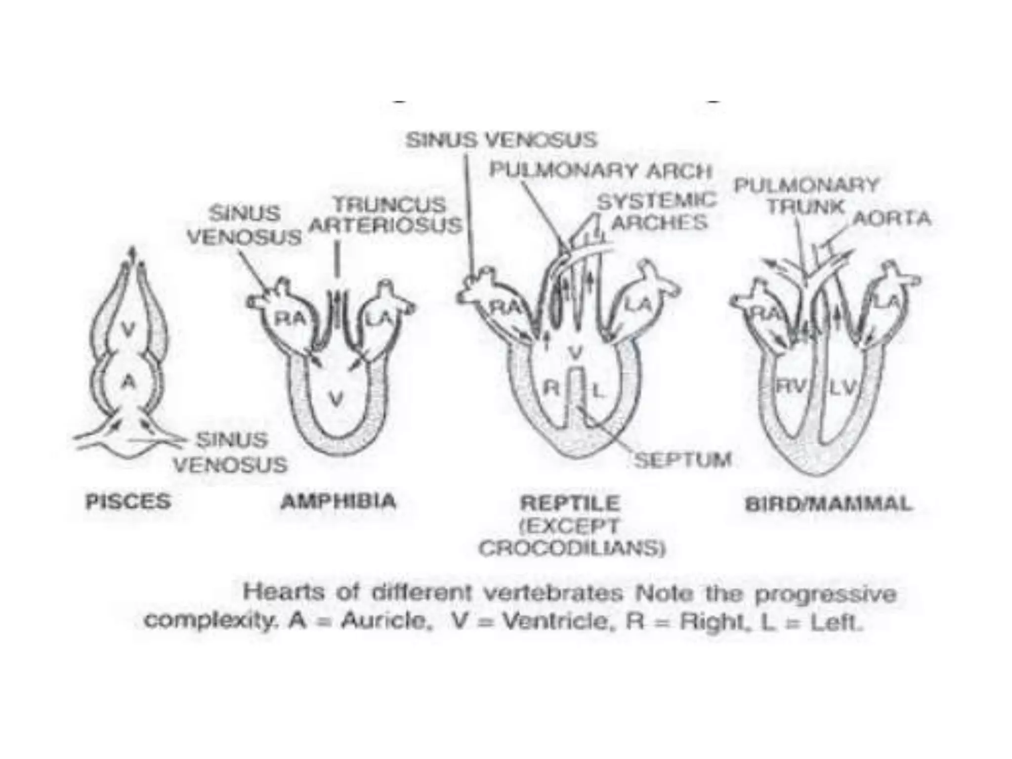 Circulatory sysem of vertebrates | PPTX