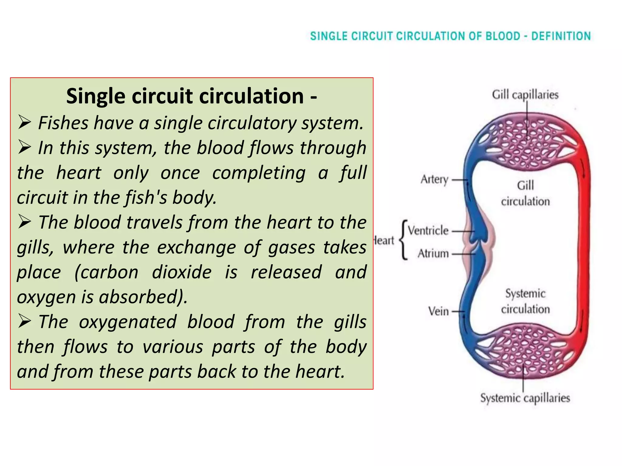 Circulatory sysem of vertebrates | PPTX