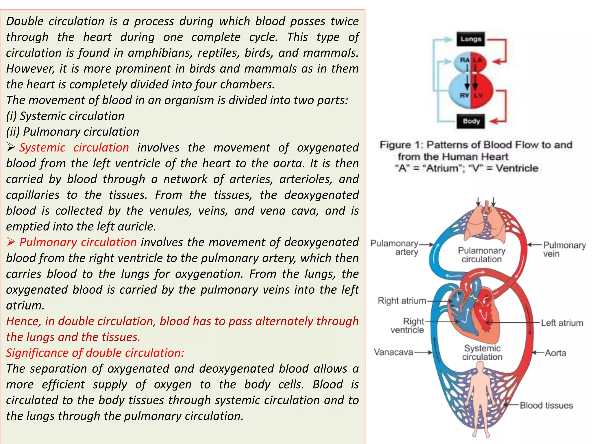 Circulatory sysem of vertebrates | PPTX
