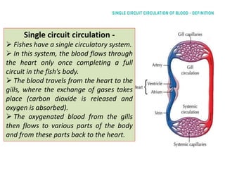 Circulatory sysem of vertebrates | PPTX