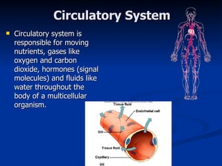 Circulatory System | PPT
