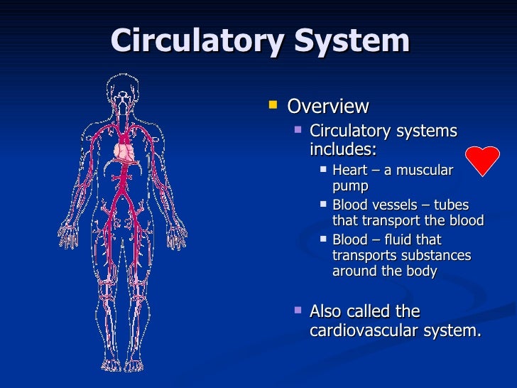 Circulatory System