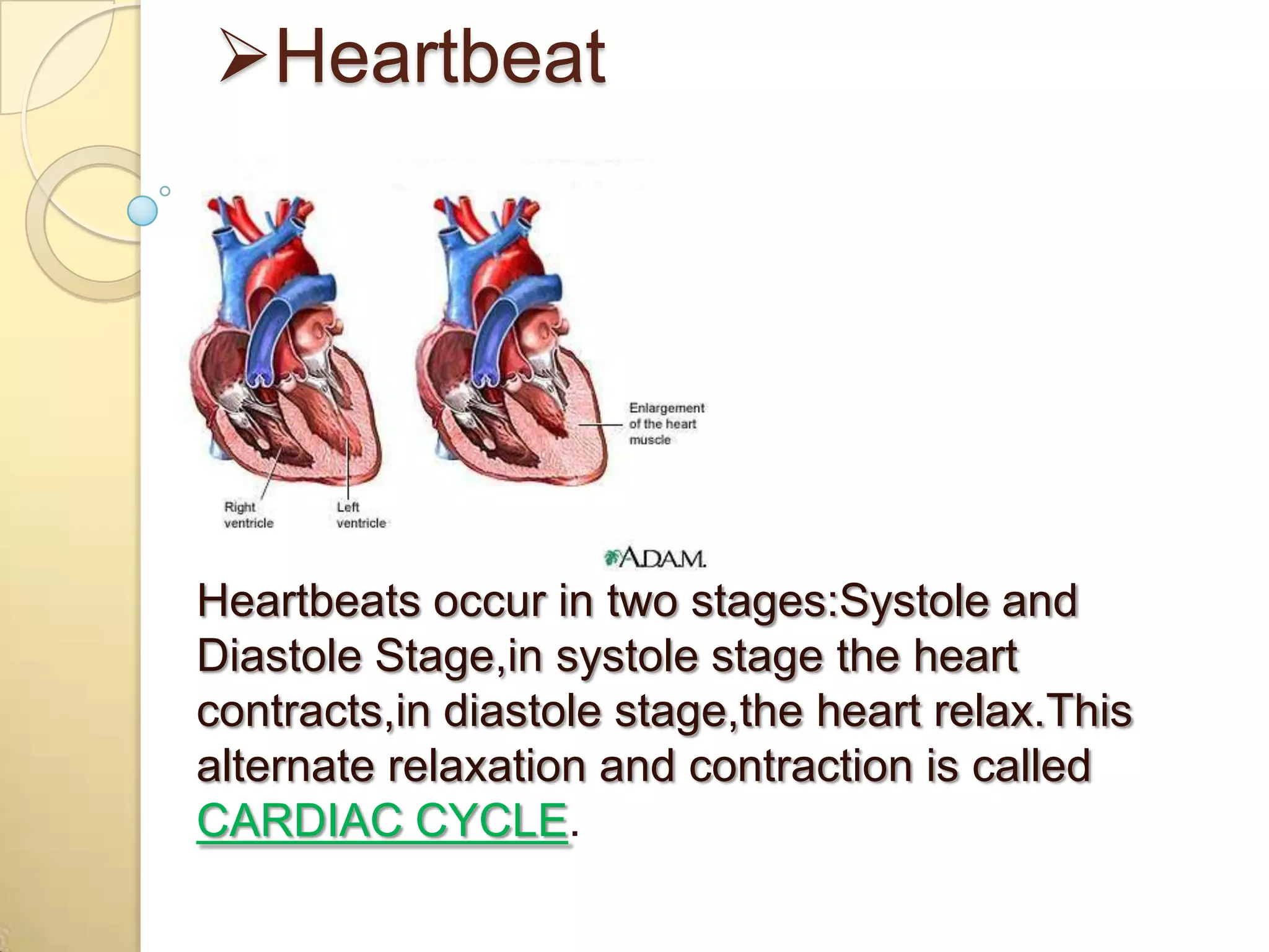 Circulatory system | PPTX