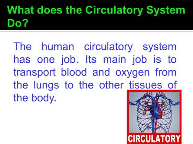 Circulatory system | PPT