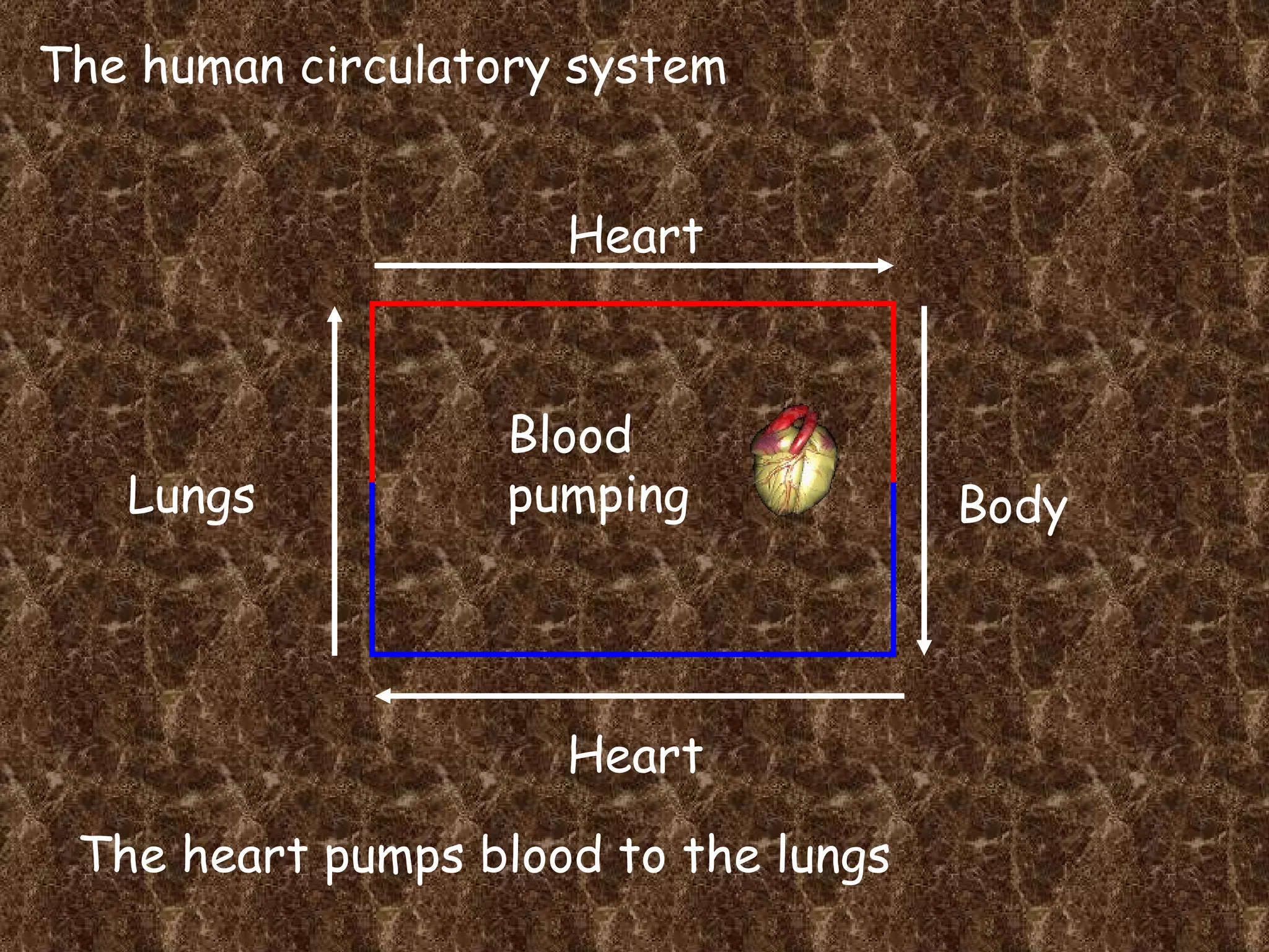 Circulatory system | PPT