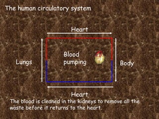 Circulatory system | PPT