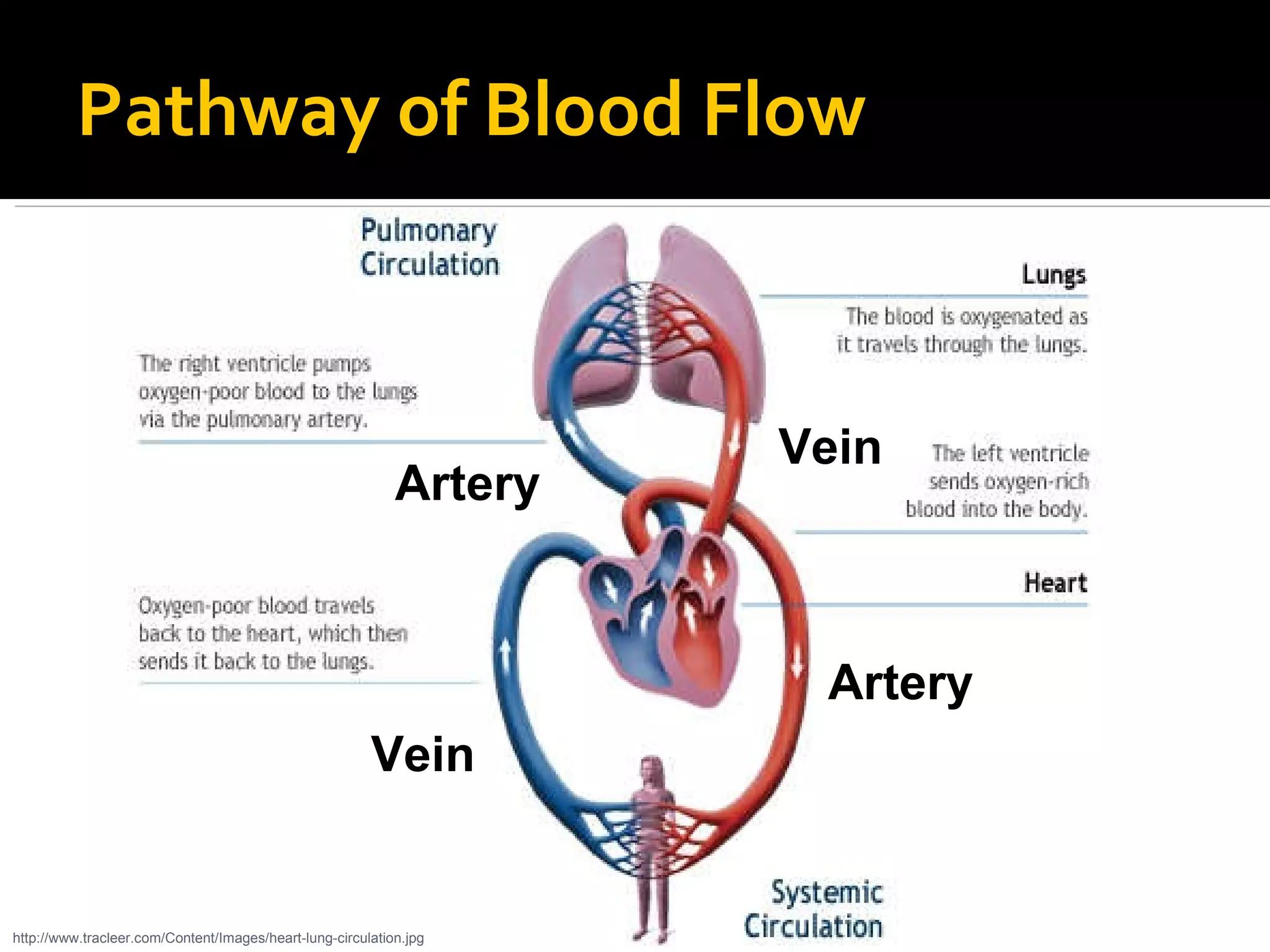 Circulatory system | PPT