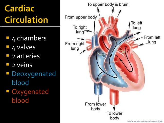 Circulatory system | PPT | Free Download