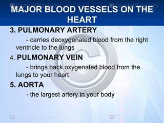 Circulatory system | PPT