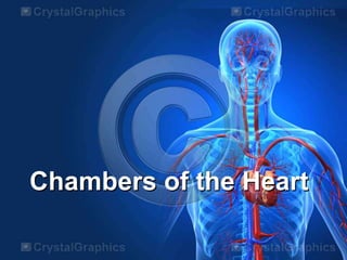 Circulatory system | PPTX