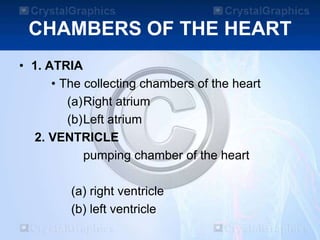 Circulatory system | PPT
