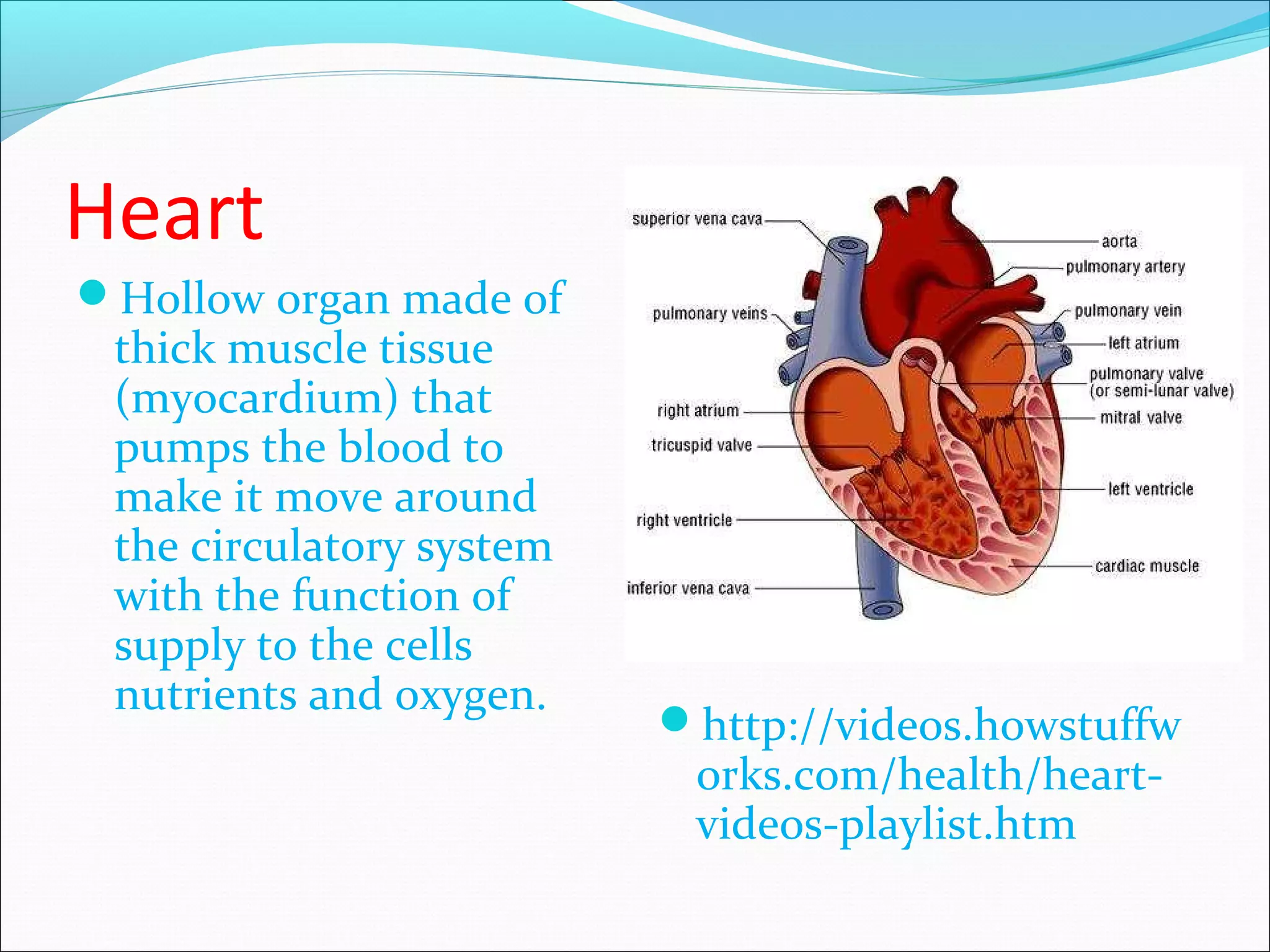 Circulatory system | PPT