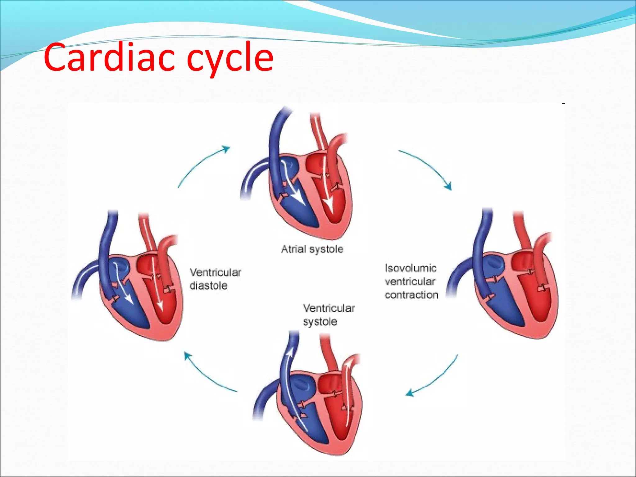 Circulatory system | PPT