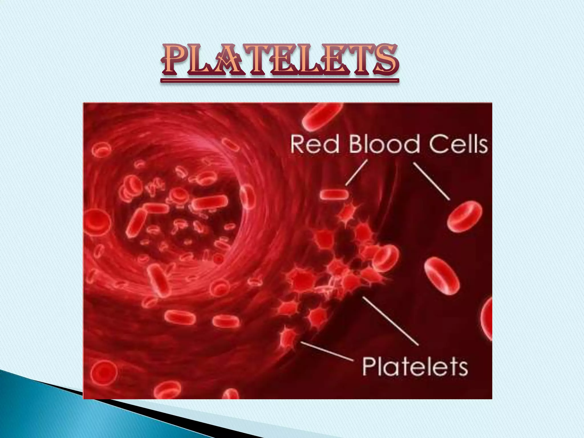 Circulatory system Class 7 | PPTX