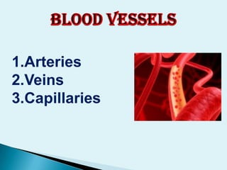 Circulatory system Class 7 | PPTX