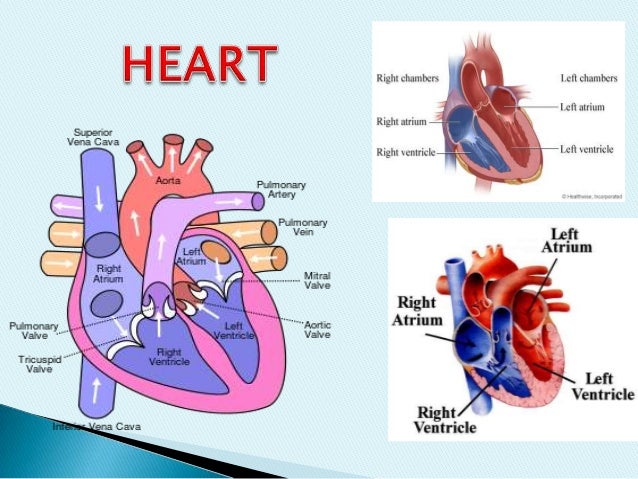 Circulatory system Class 7