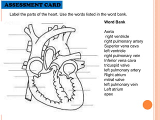 Circulatory system | PPTX