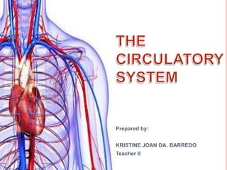 Circulatory System For Grade 6