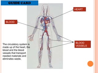 Circulatory System For Grade 6