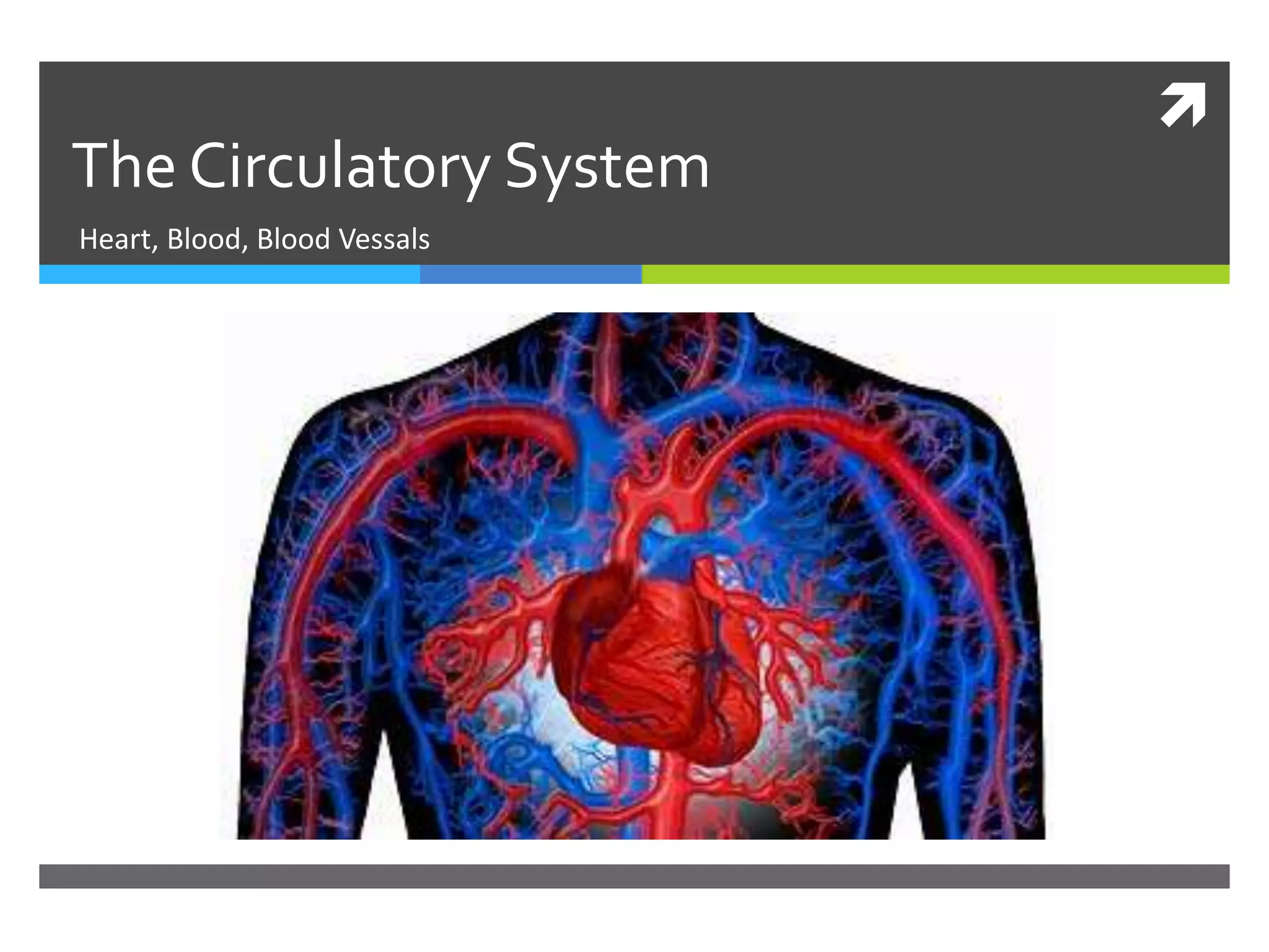 Anatomy--Circulatory and Cardiovascular Systems Notes | PPTX