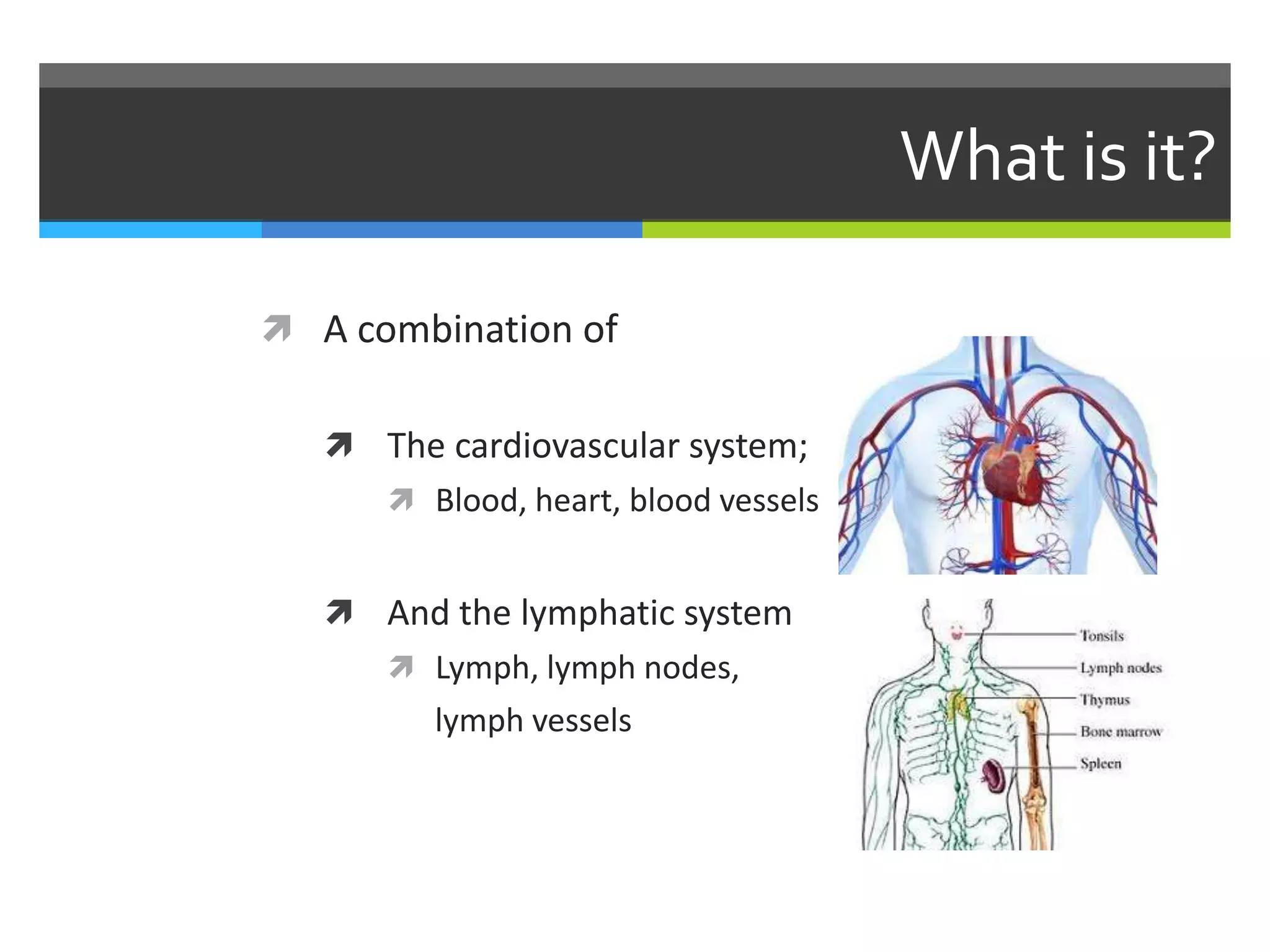 Anatomy--Circulatory and Cardiovascular Systems Notes | PPTX