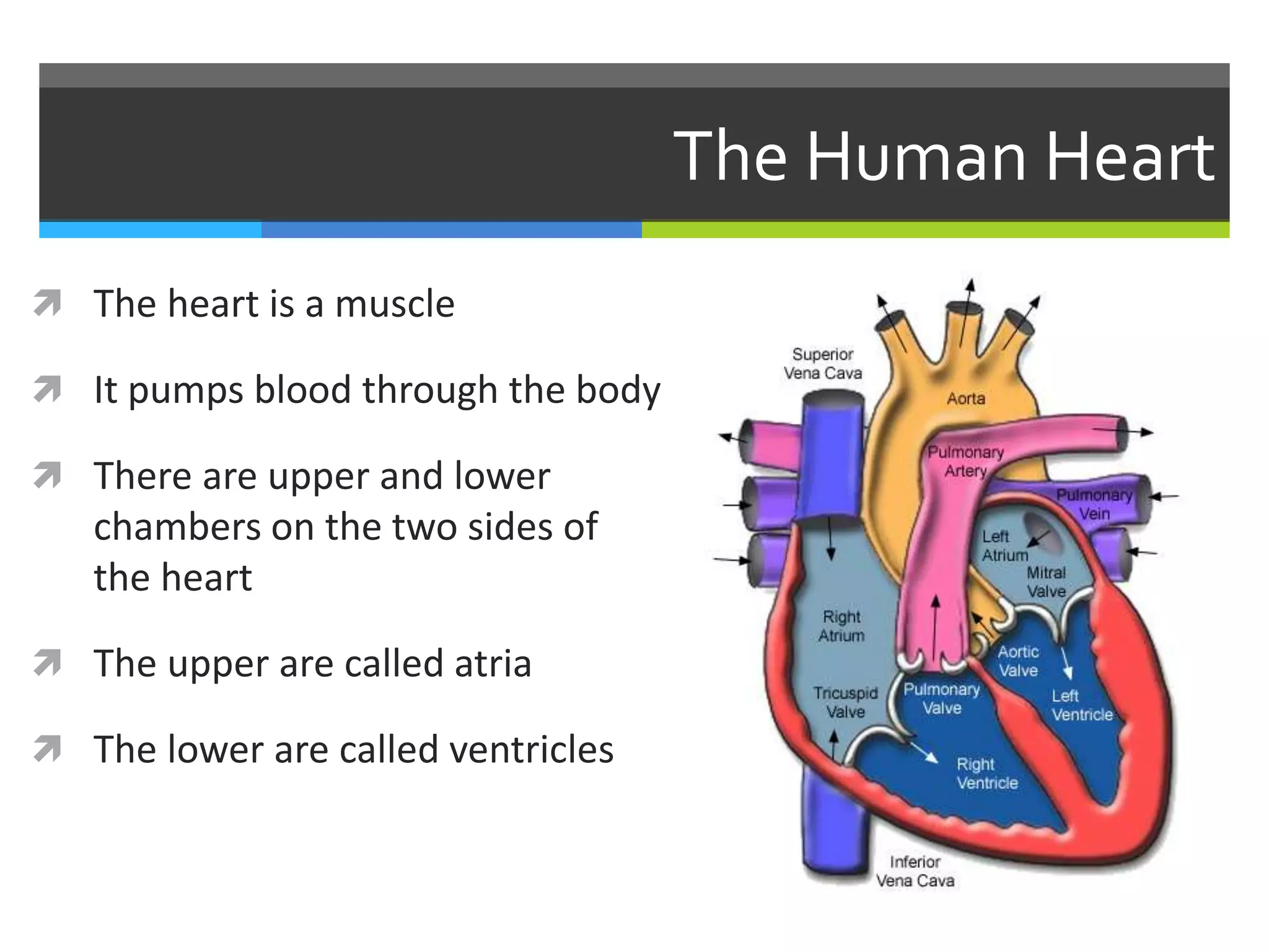 Anatomy--Circulatory and Cardiovascular Systems Notes | PPTX