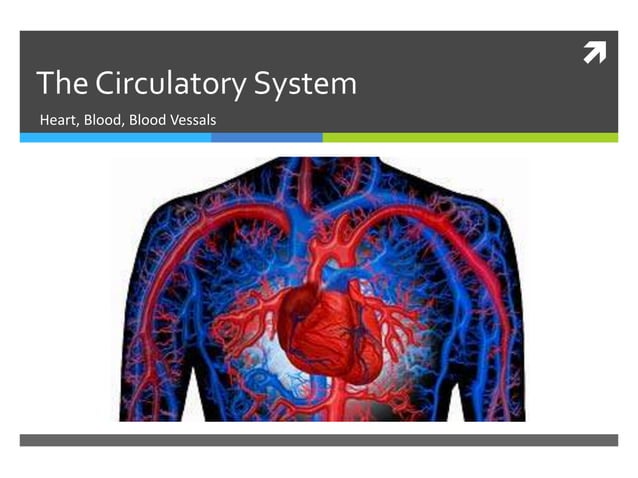Anatomy--Circulatory and Cardiovascular Systems Notes | PPTX