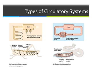 Anatomy--Circulatory and Cardiovascular Systems Notes | PPTX
