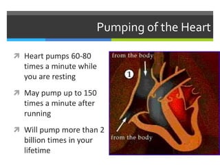 Anatomy--Circulatory and Cardiovascular Systems Notes | PPTX