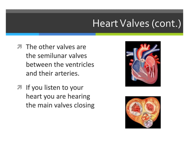 Anatomy--Circulatory and Cardiovascular Systems Notes | PPTX