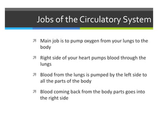 Anatomy--Circulatory and Cardiovascular Systems Notes | PPTX