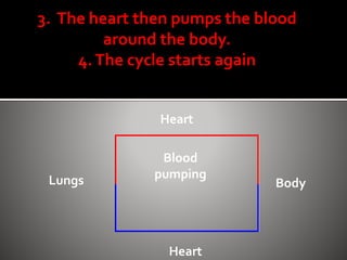Circulatory system for elementary level | PPTX
