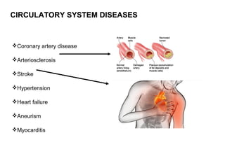 Circulatory system | PPT