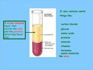 Circulatory system | PPT