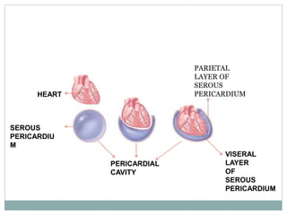 Circulatory system | PPTX