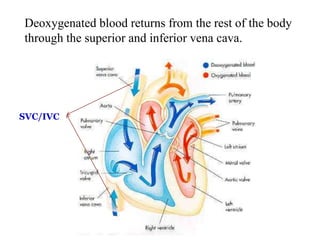 Circulatory system | PPT