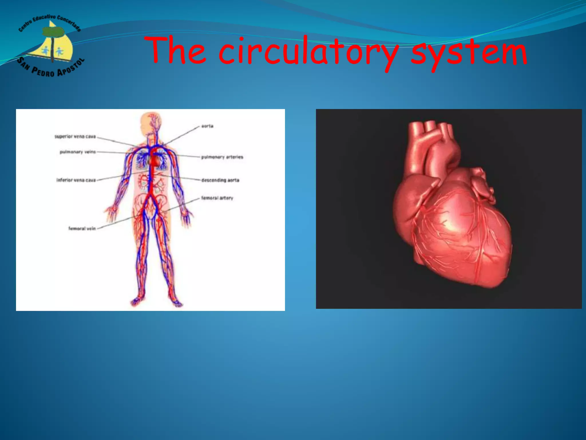 Circulatory system | PPTX