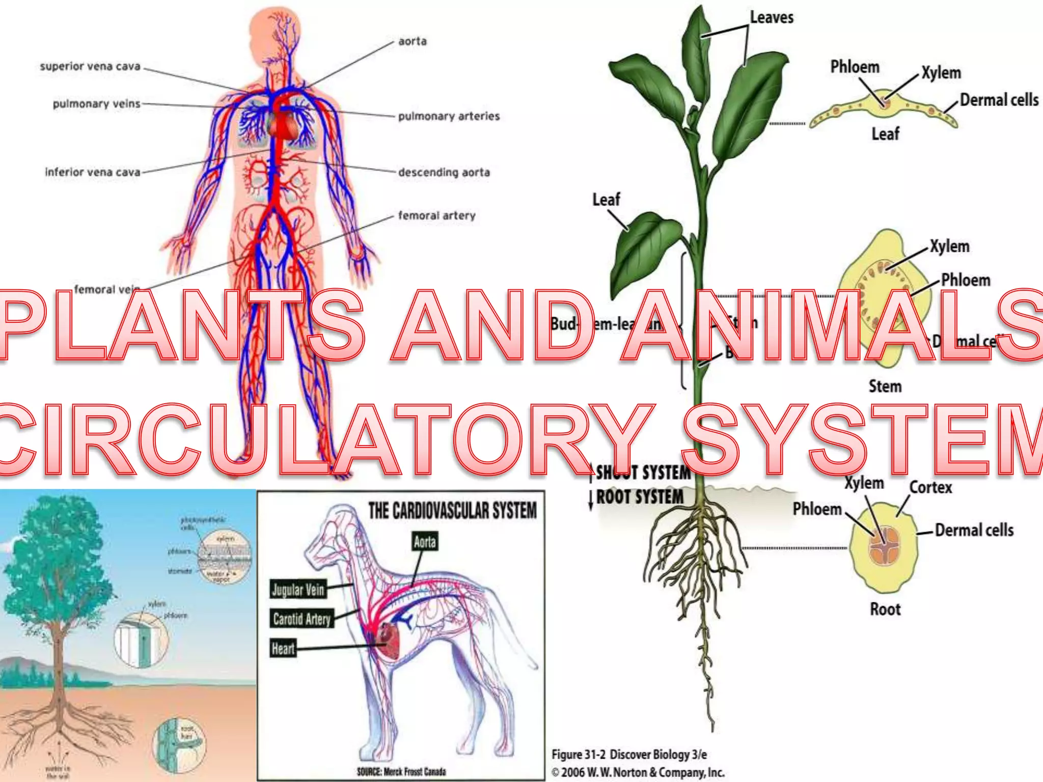 Circulatory system | PPT