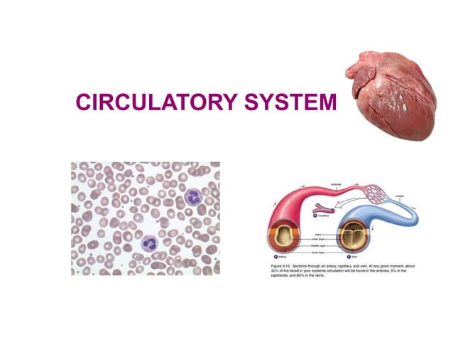 Circulatory system | PPT