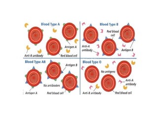 Circulatory system | PPT